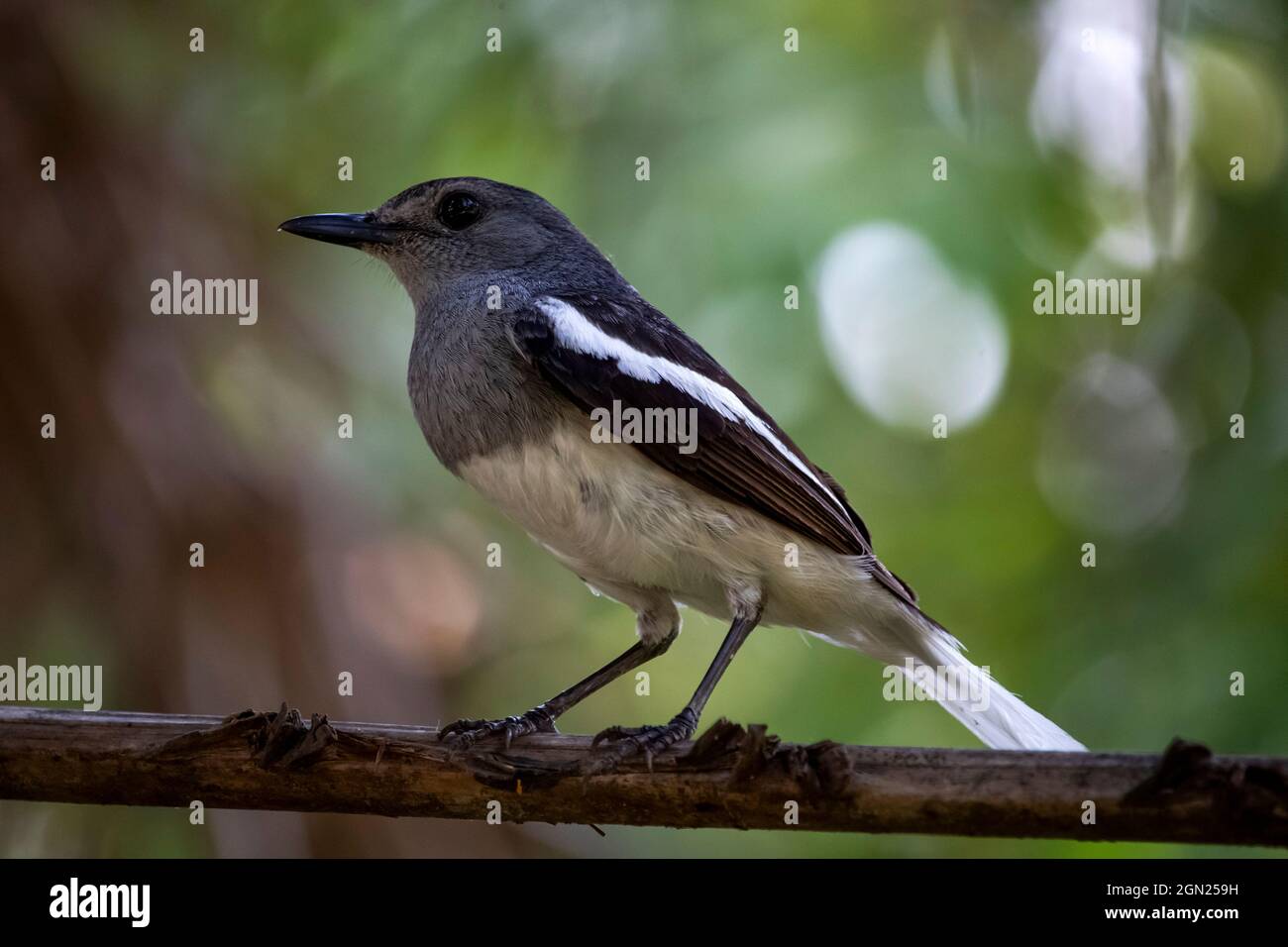 Indian robin birds hi-res stock photography and images - Alamy