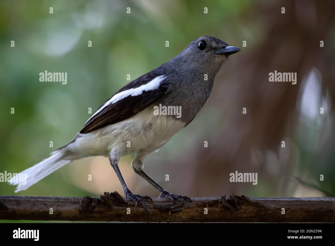 Beautiful indian robin bird hi-res stock photography and images - Alamy