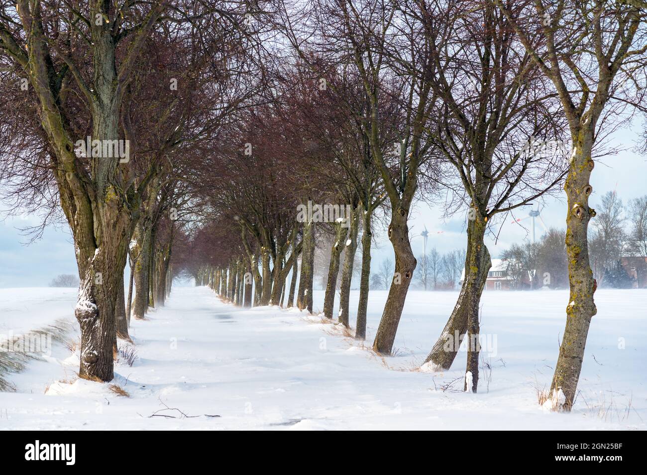Winter avenue in the snowstorm, Georgshof, Ostholstein, Schleswig ...