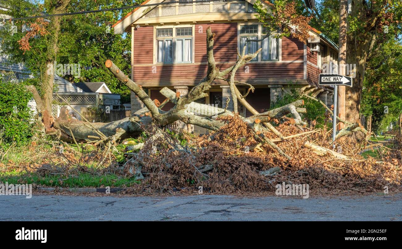 NEW ORLEANS, LA, USA - SEPTEMBER 20, 2021: Large fallen tree from ...