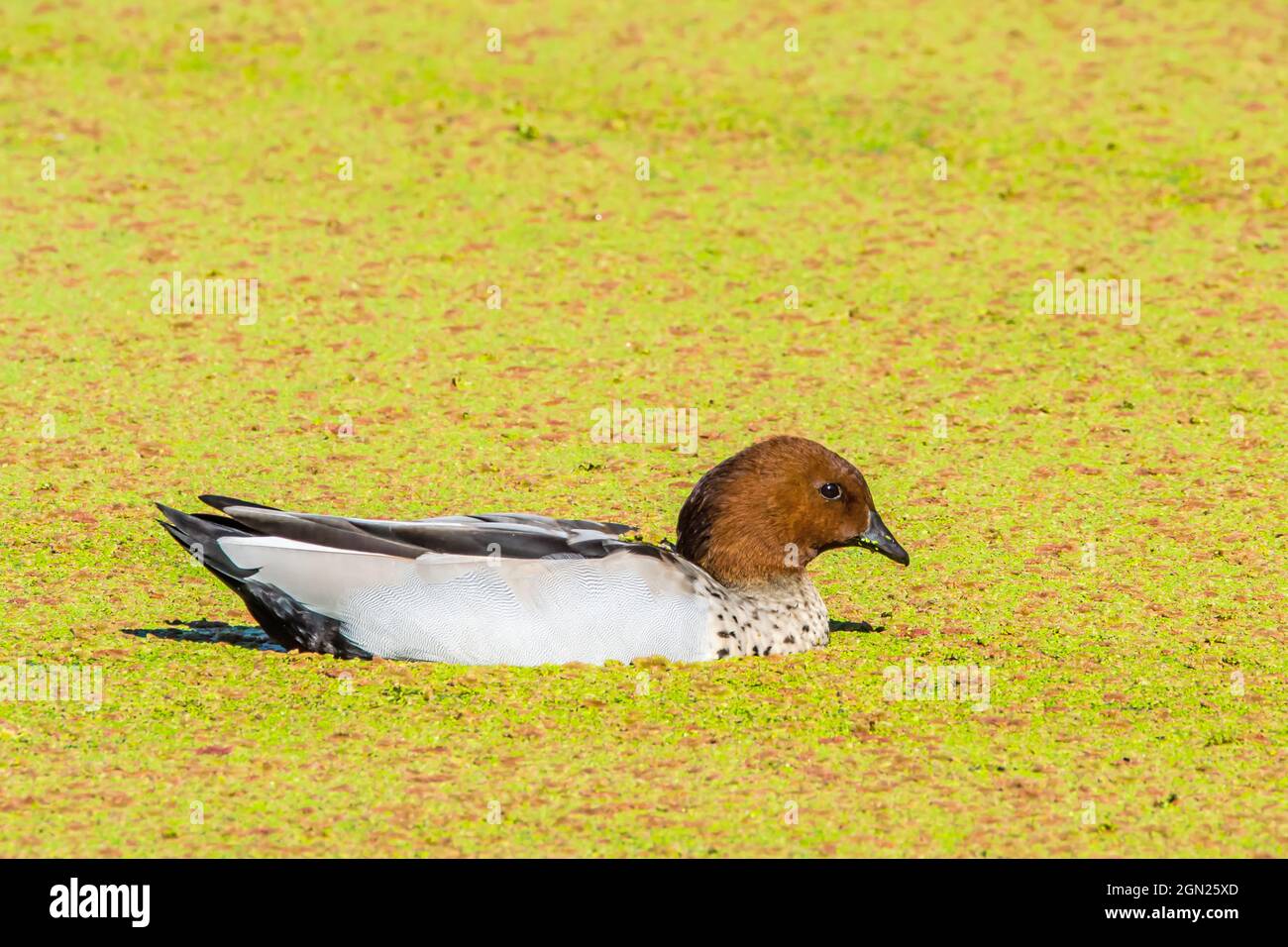 Australian Wood Duck Chenonetta jubata Maned Duck Maned Goose male ...