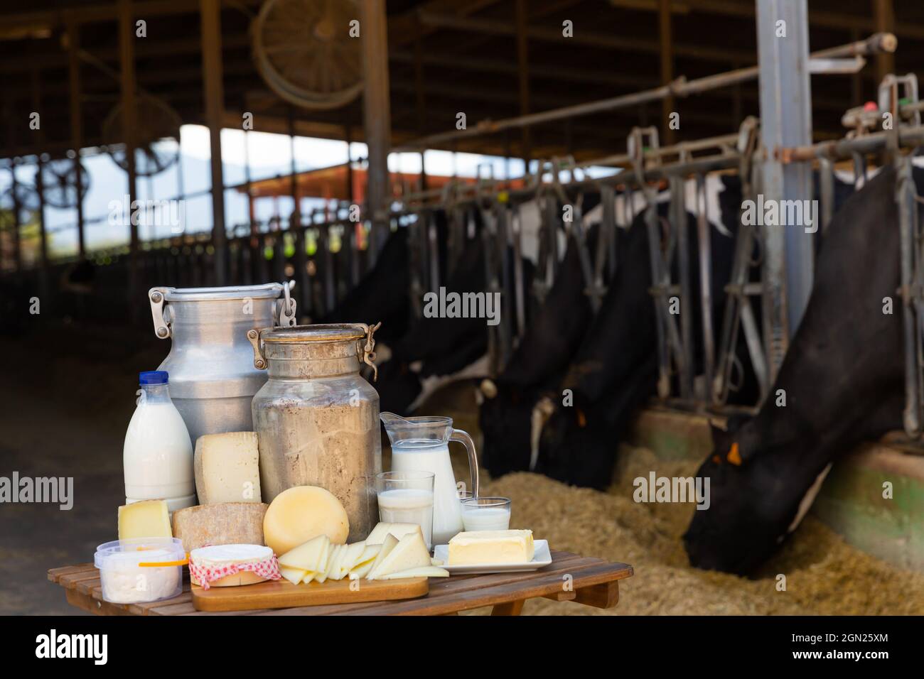 Dairy farm - table with dairy products in background of cows in stall ...