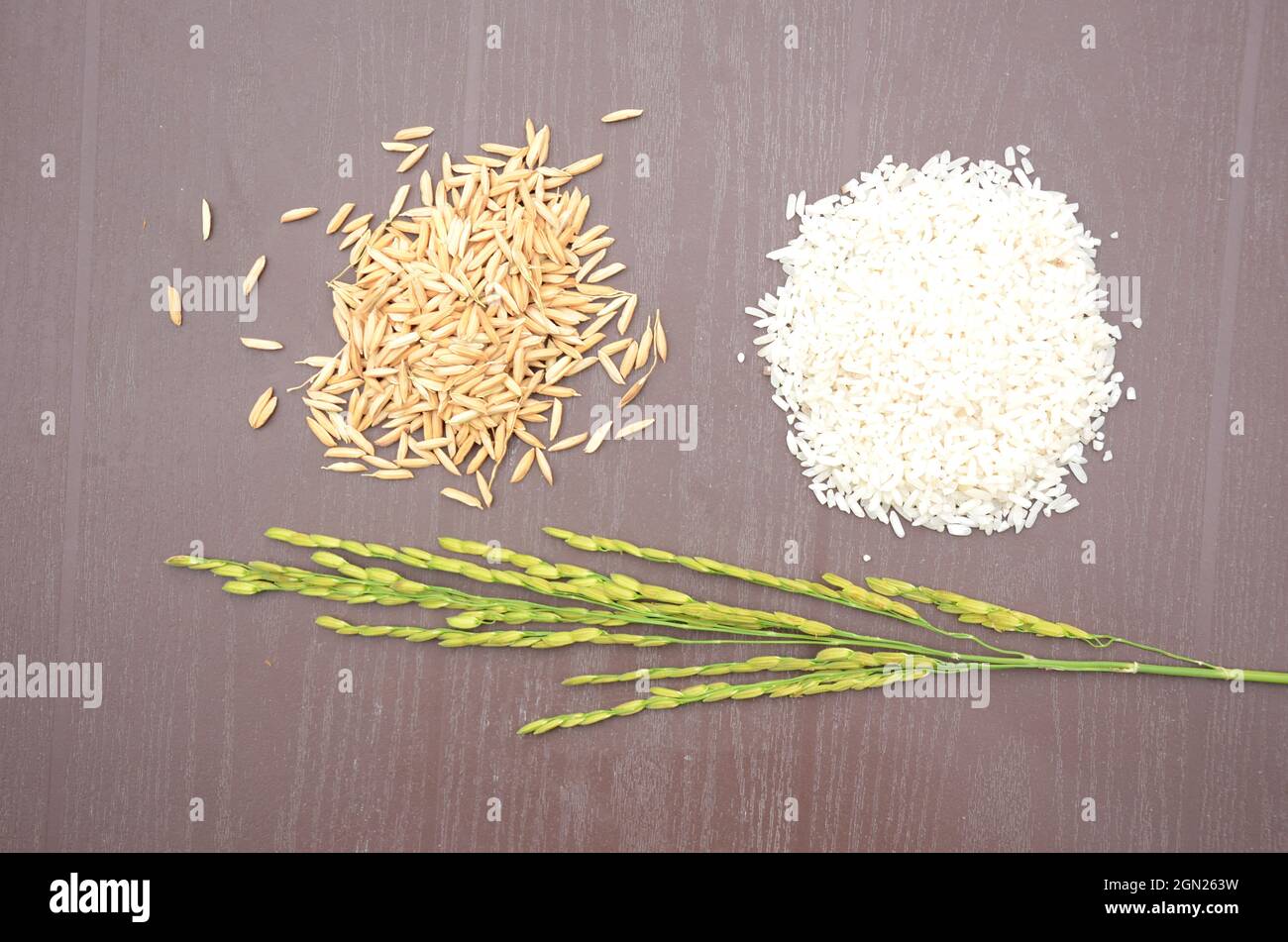 Brown Rice Plant