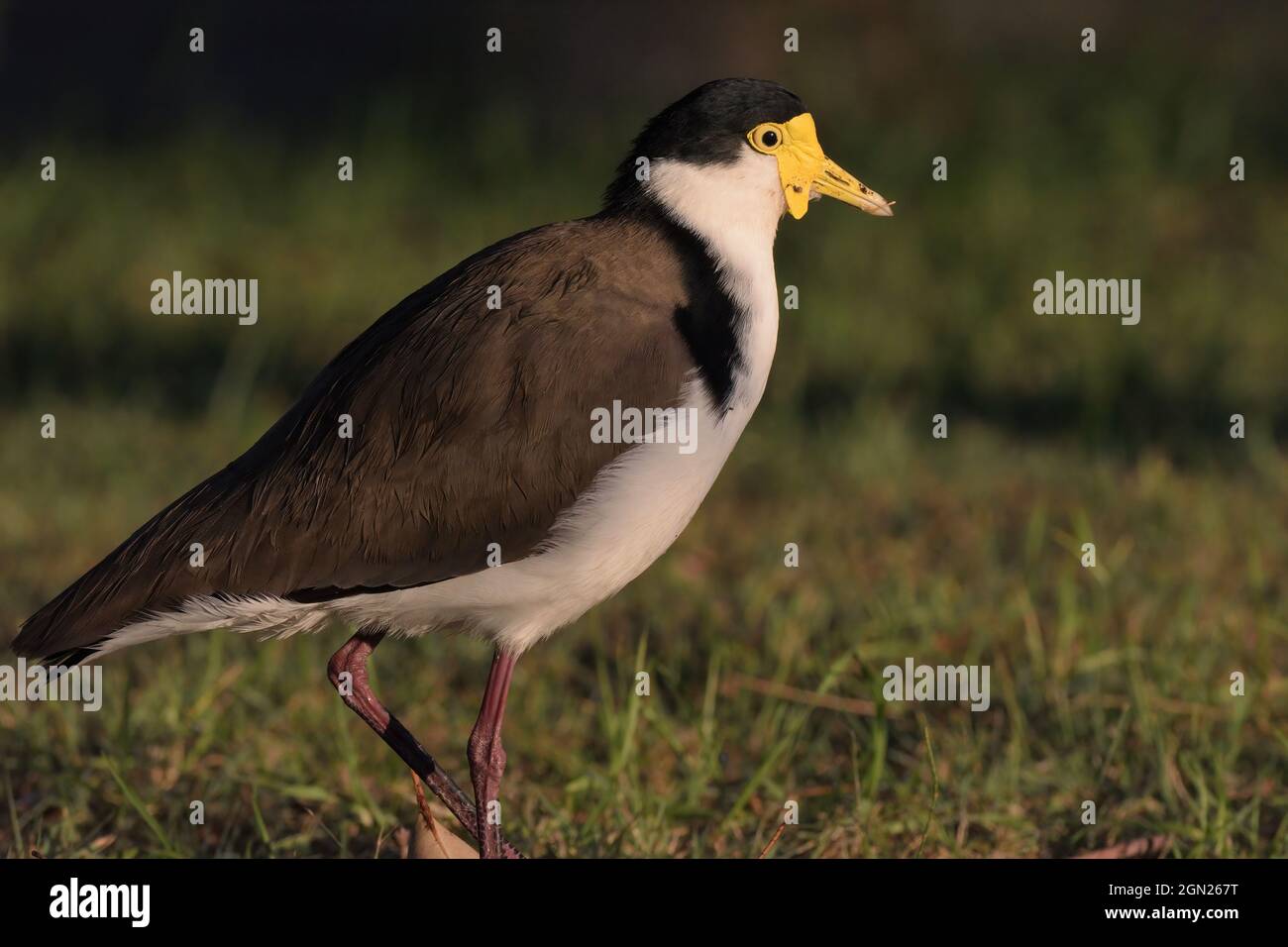 Portrait of a Masked Lapwing or Spur-winged Plover (Vanellus miles) in ...