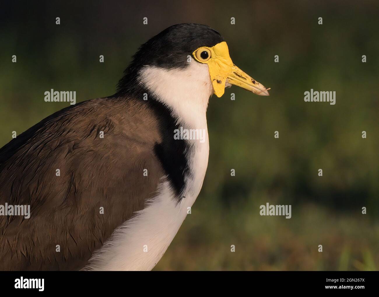 Portrait of a Masked Lapwing or Spur-winged Plover (Vanellus miles) in ...