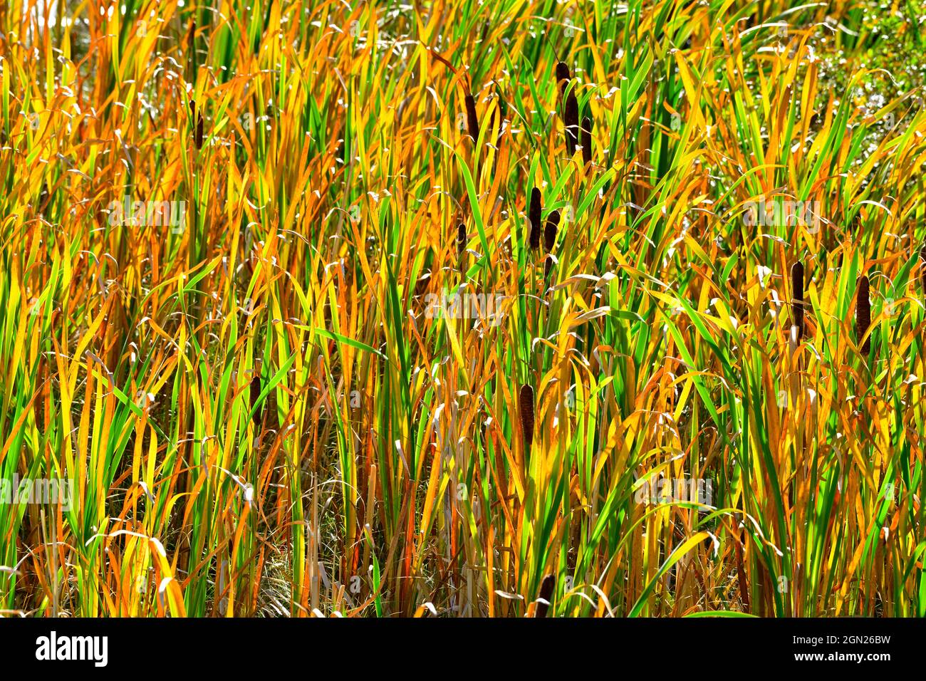 Marsh reeds hi-res stock photography and images - Alamy