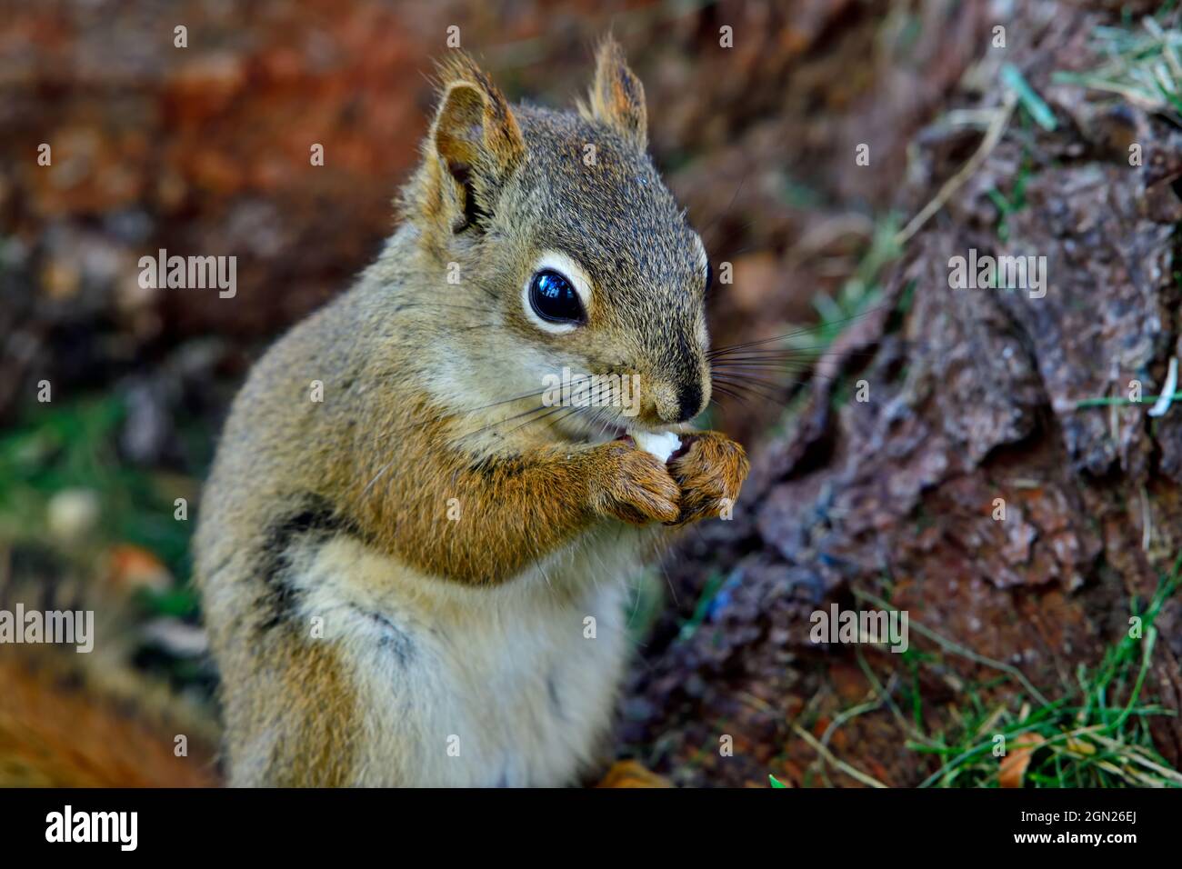 Rural habitat hi-res stock photography and images - Alamy