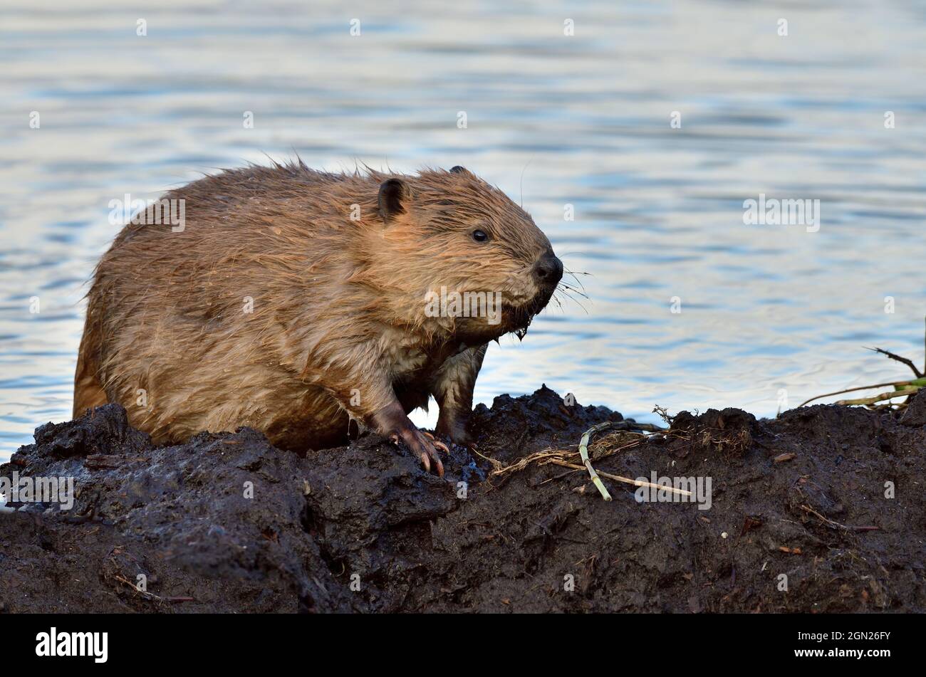 A young beaver "Castor canadensis", climbing onto the top of his beaver ...