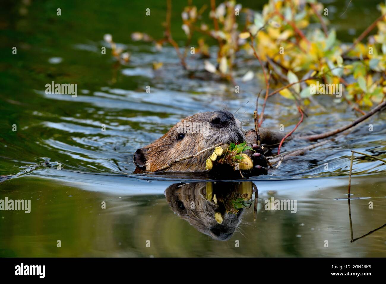 Beaver working animal image hi-res stock photography and images - Alamy