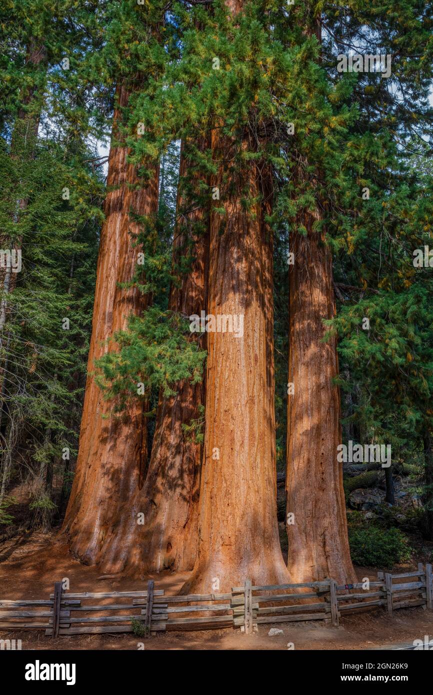 Group of giant sequoias, Sequoia National Park, California Stock Photo ...
