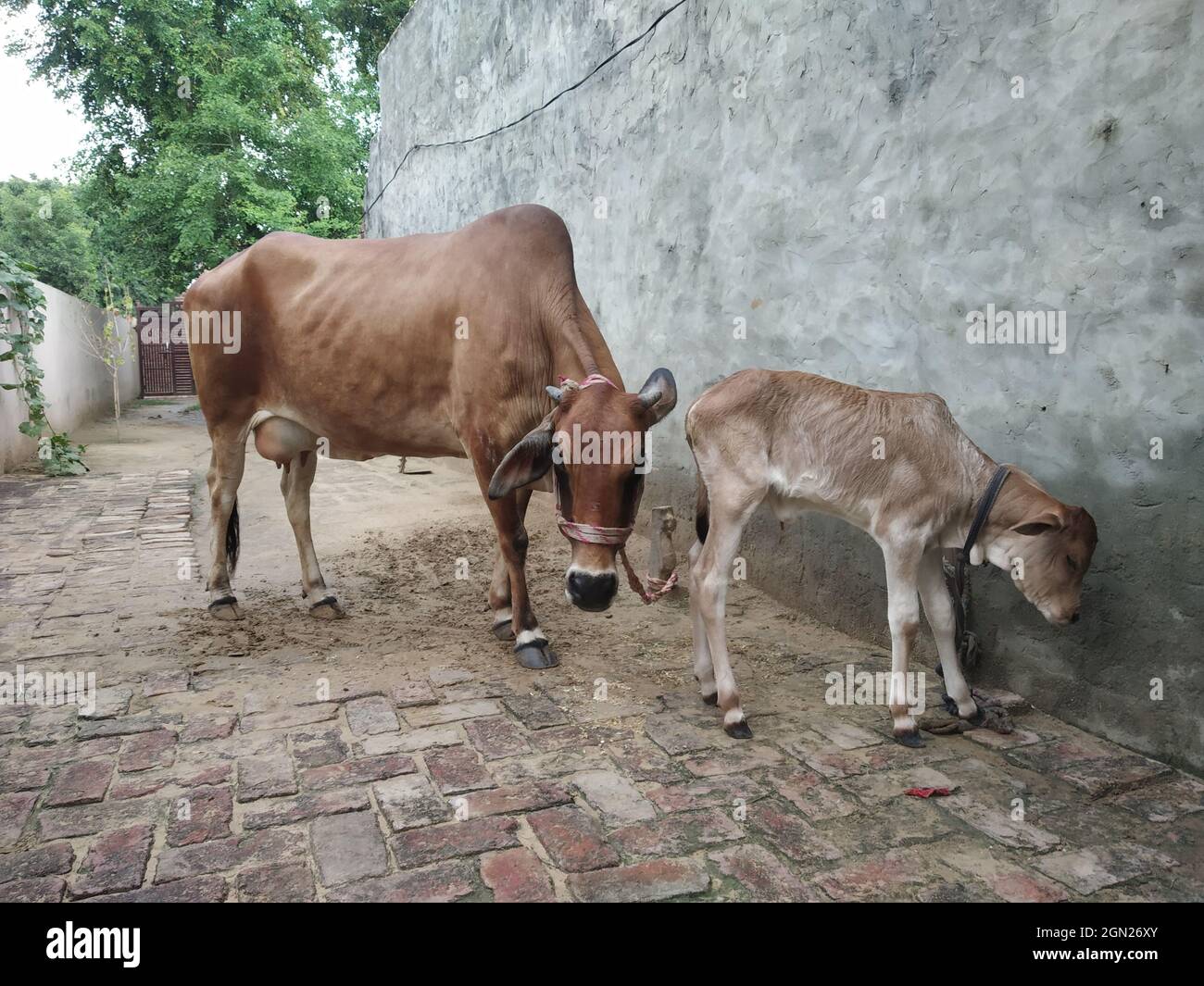 Indicine cow hi-res stock photography and images - Alamy