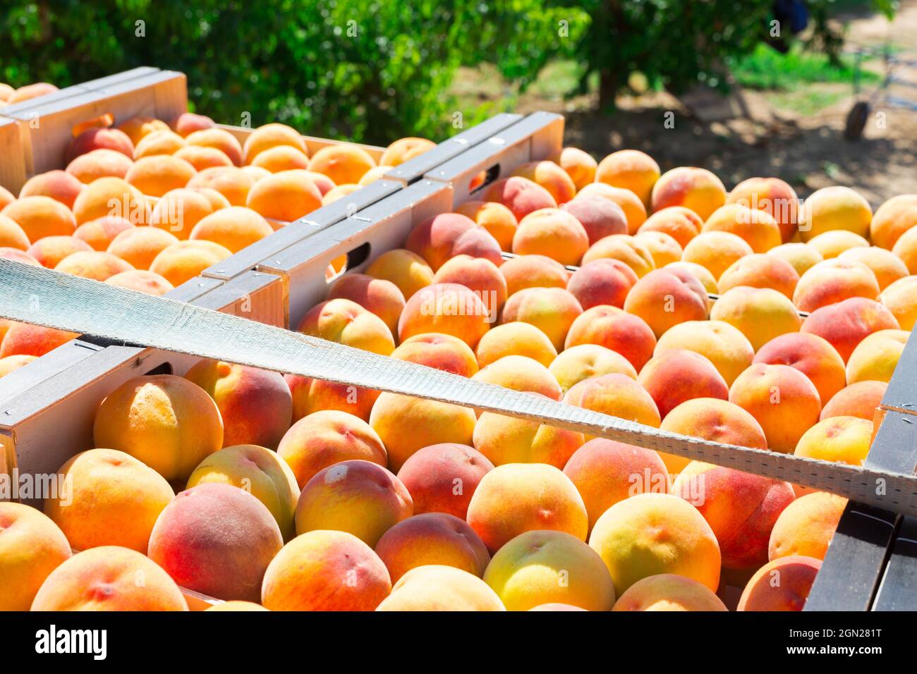 Stacks of fruit boxes hi-res stock photography and images - Alamy