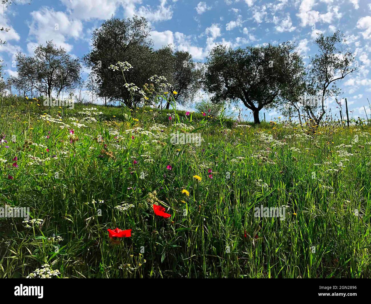 Organic olive trees and wild flowers Stock Photo - Alamy
