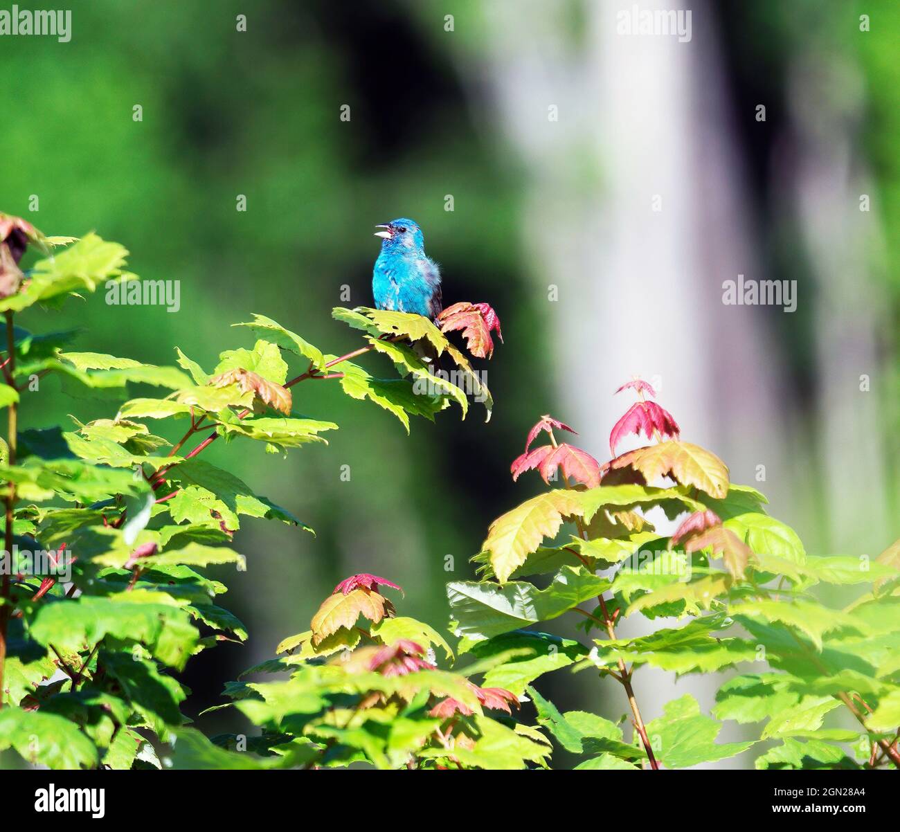 The indigo bird hi-res stock photography and images - Alamy