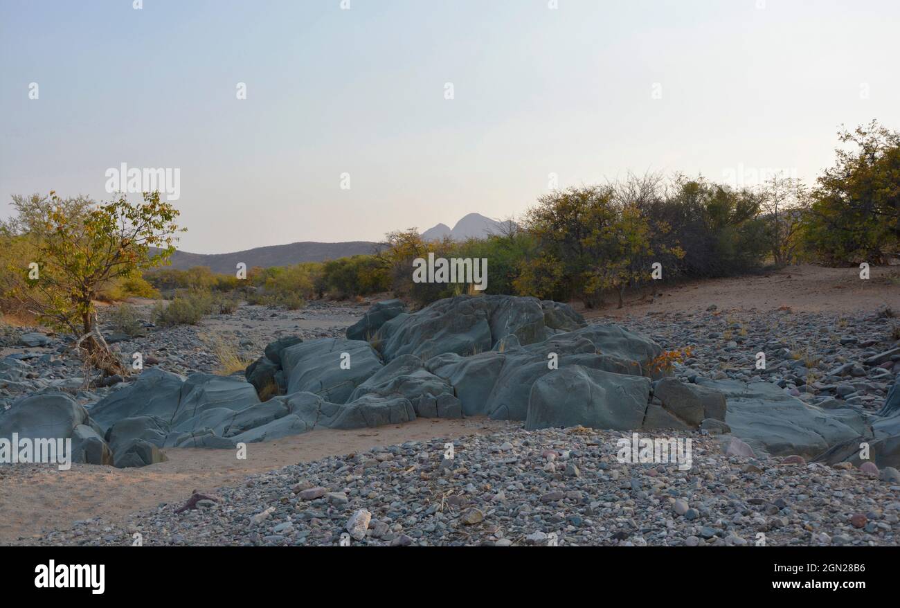 Savannah river acacia trees hi-res stock photography and images - Alamy