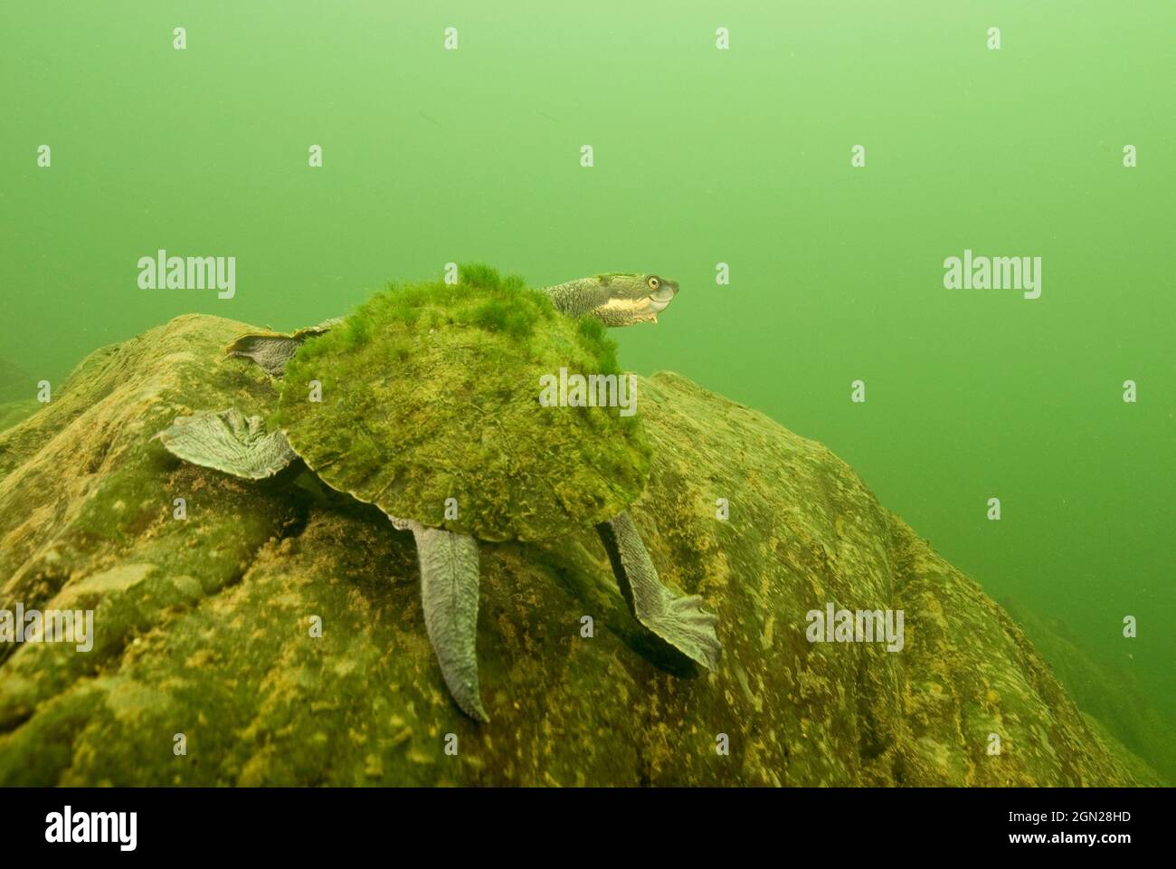Bellinger river turtle hi-res stock photography and images - Alamy