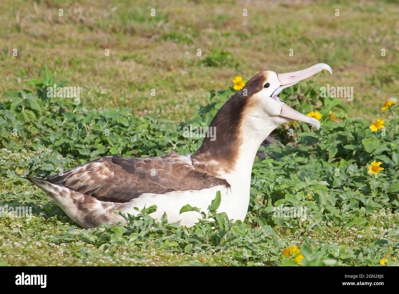 Short tailed albatross hi-res stock photography and images - Alamy
