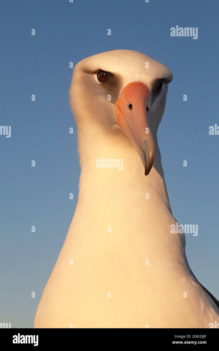 Laysan Albatross head, eyes and beak closeup against blue sky ...