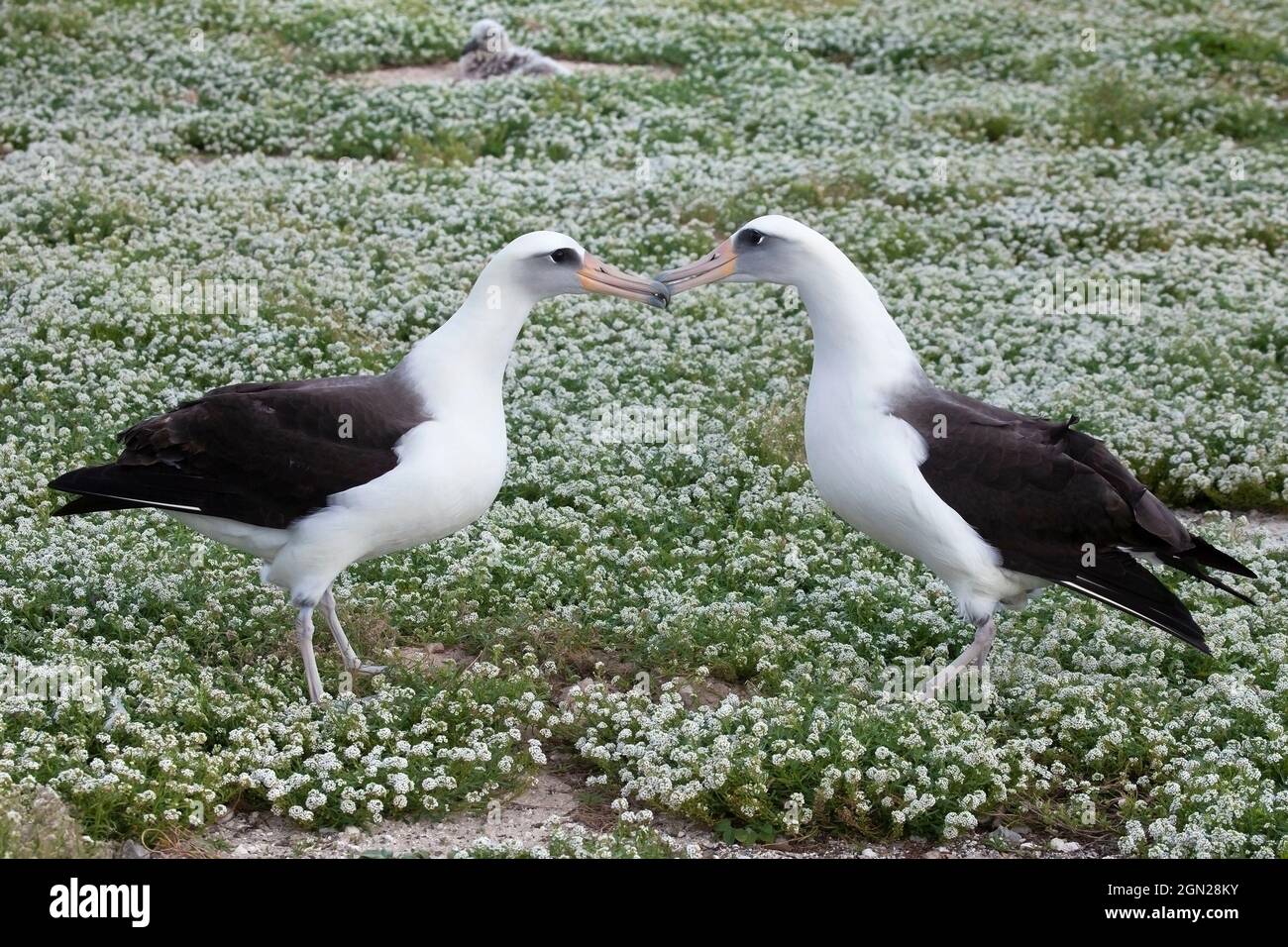 Laysan Albatross pair touching beaks during courtship display in a ...