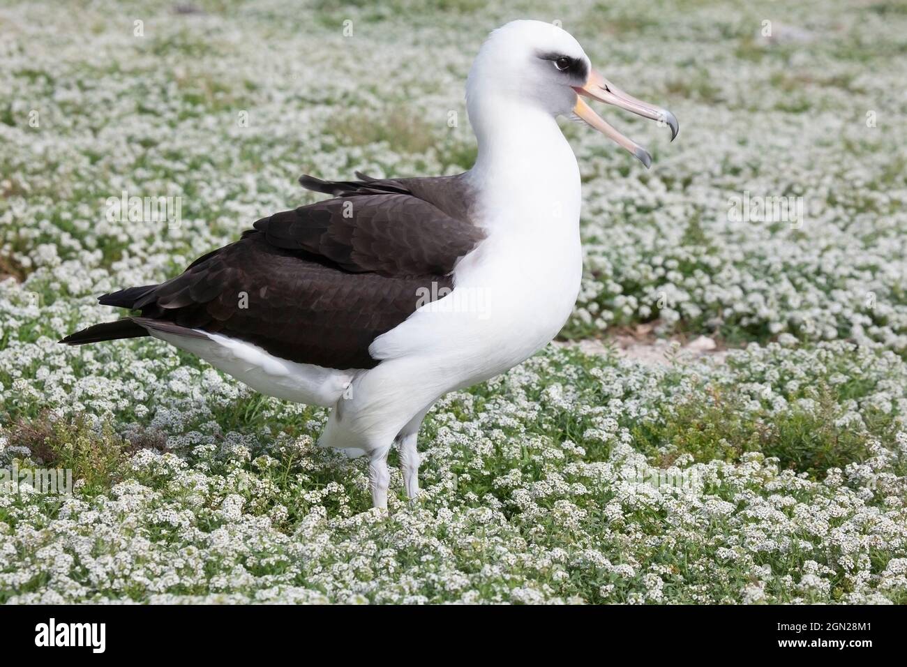 Laysan Albatross adult bird calling to other birds, standing in a field ...