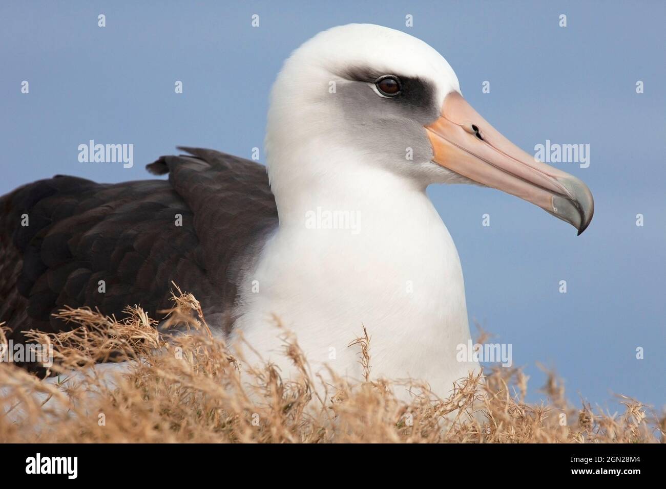 Laysan Albatross portrait close up of head and long beak against blue ...