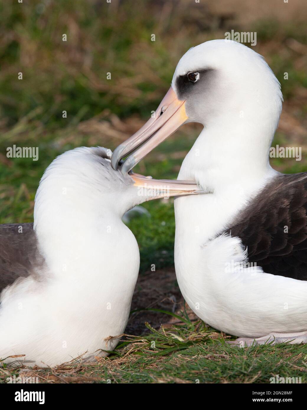 Two Laysan Albatrosses preening each other during courtship on Midway ...