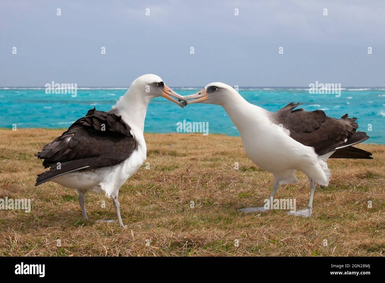 Laysan Albatross pair touching beaks while performing courtship display ...