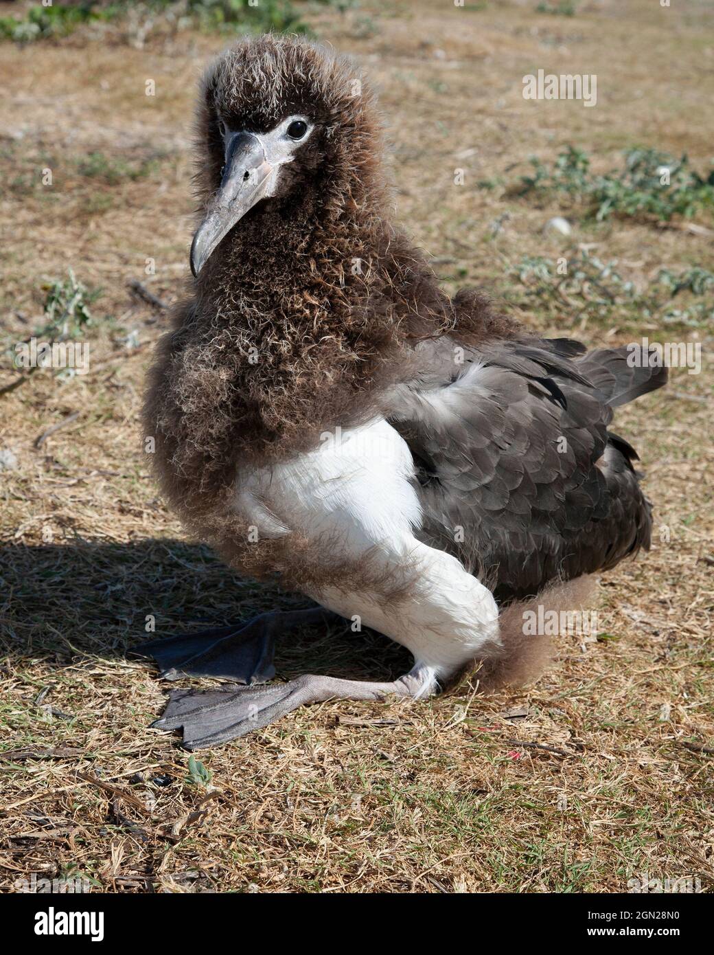 Laysan Albatross juvenile bird on a Pacific island. The adolescent ...