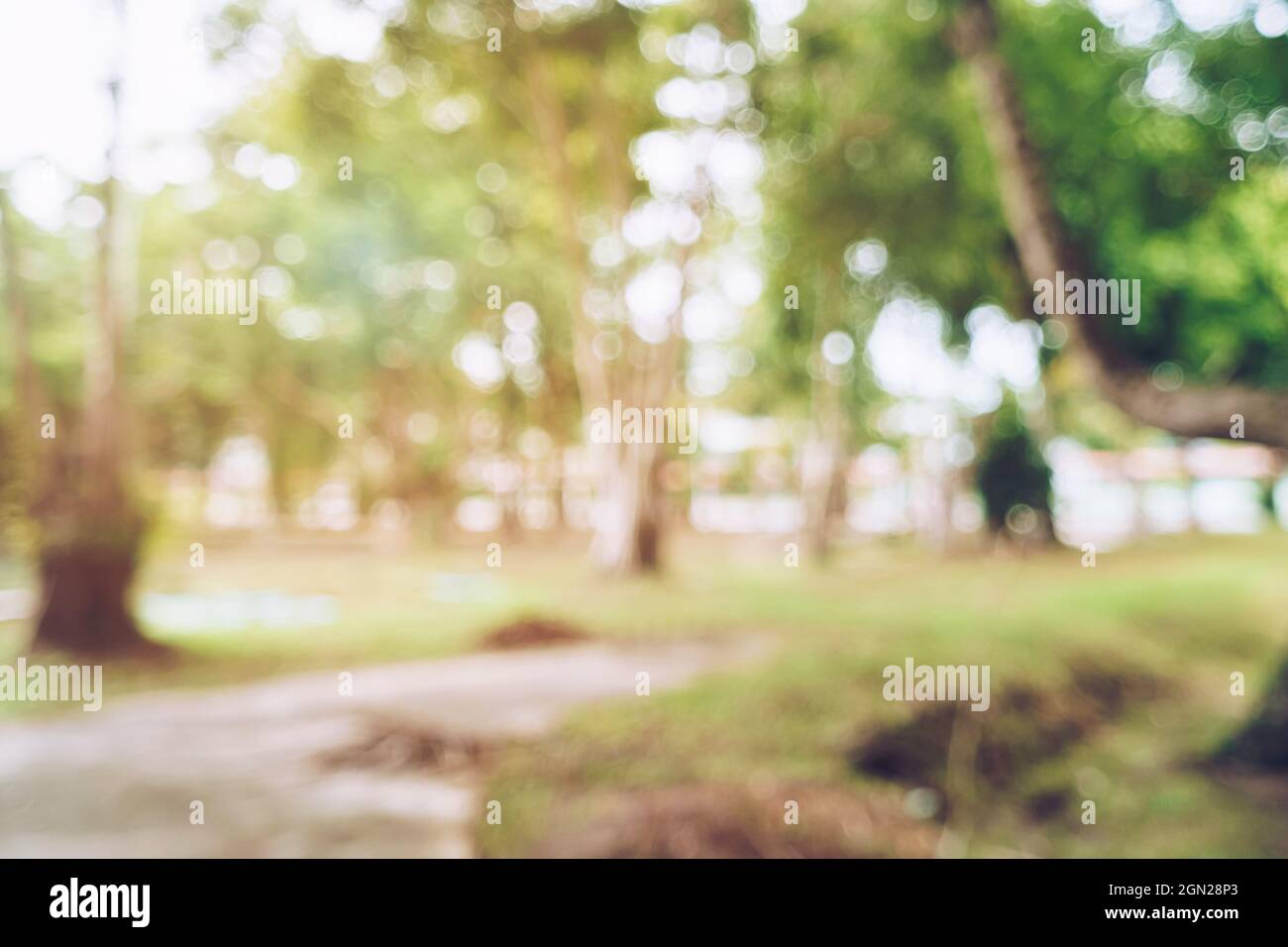 Green toned blurred nature bokeh public park with several trees ...