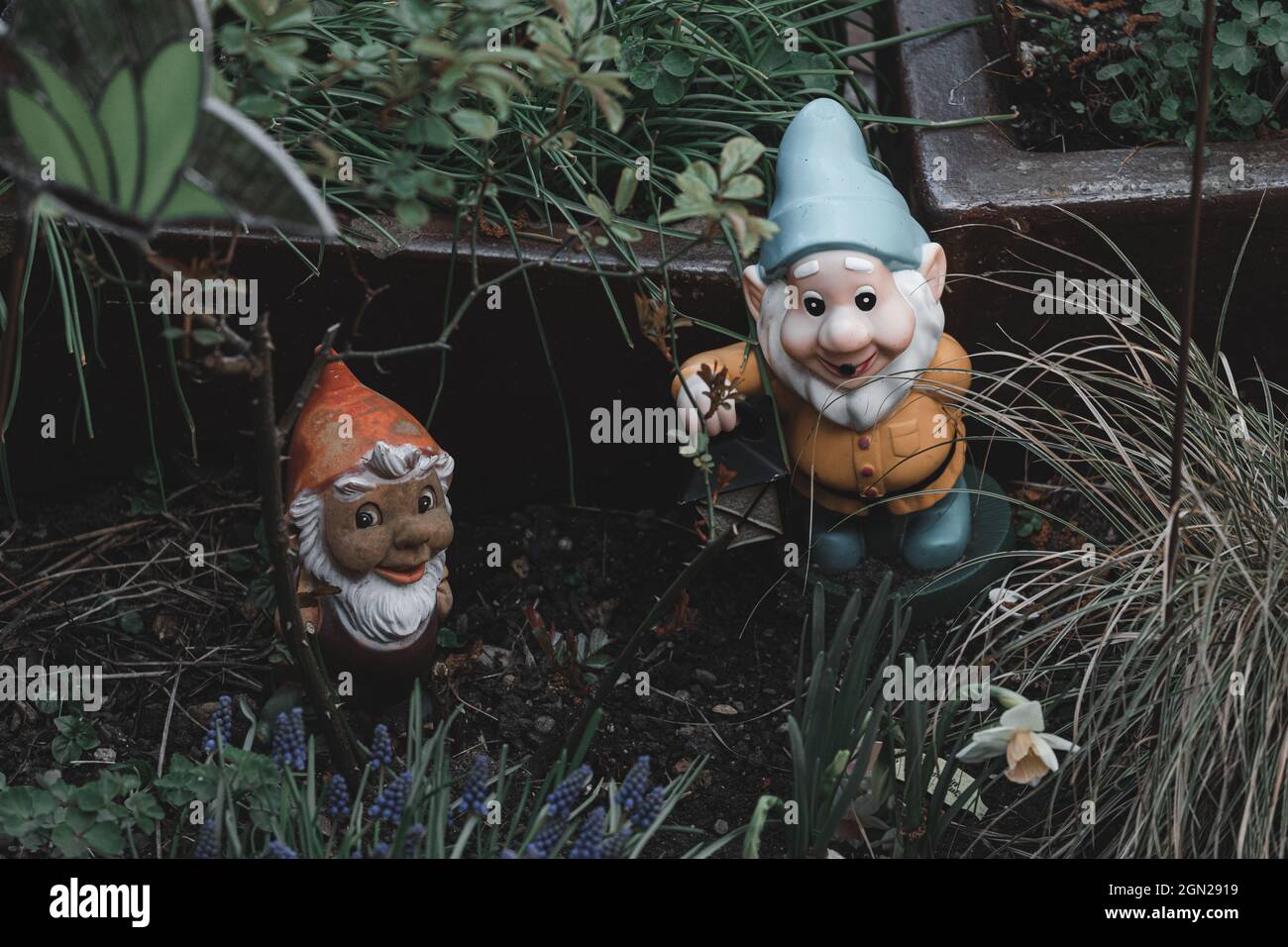 The figures of two garden gnomes, closeup Stock Photo - Alamy