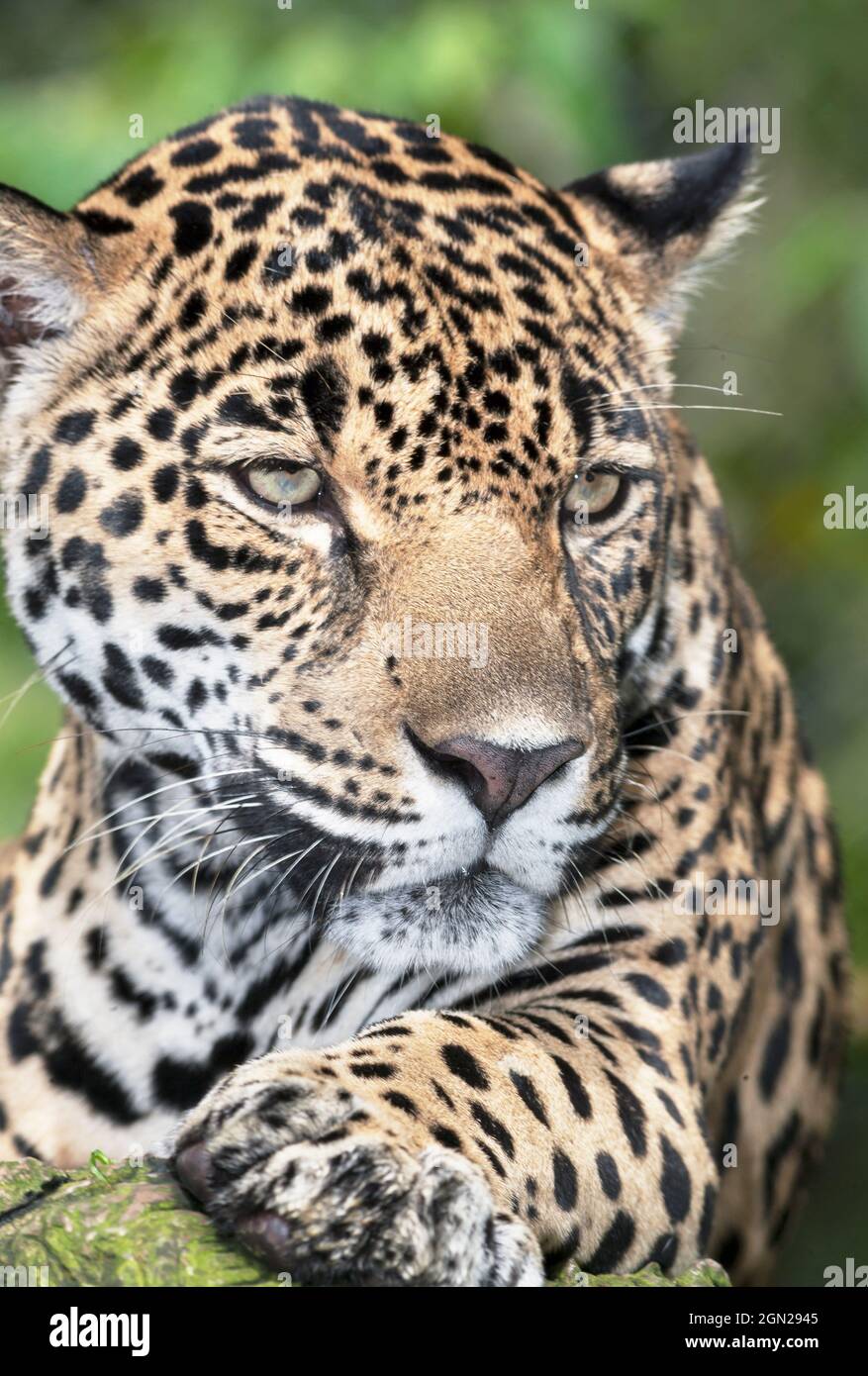Adult male Jaguar (Panthera onca), close-up, Costa Rica Stock Photo - Alamy Adult male Jaguar (Panthera onca), close-up, Costa Rica Stock Photo - Alamy