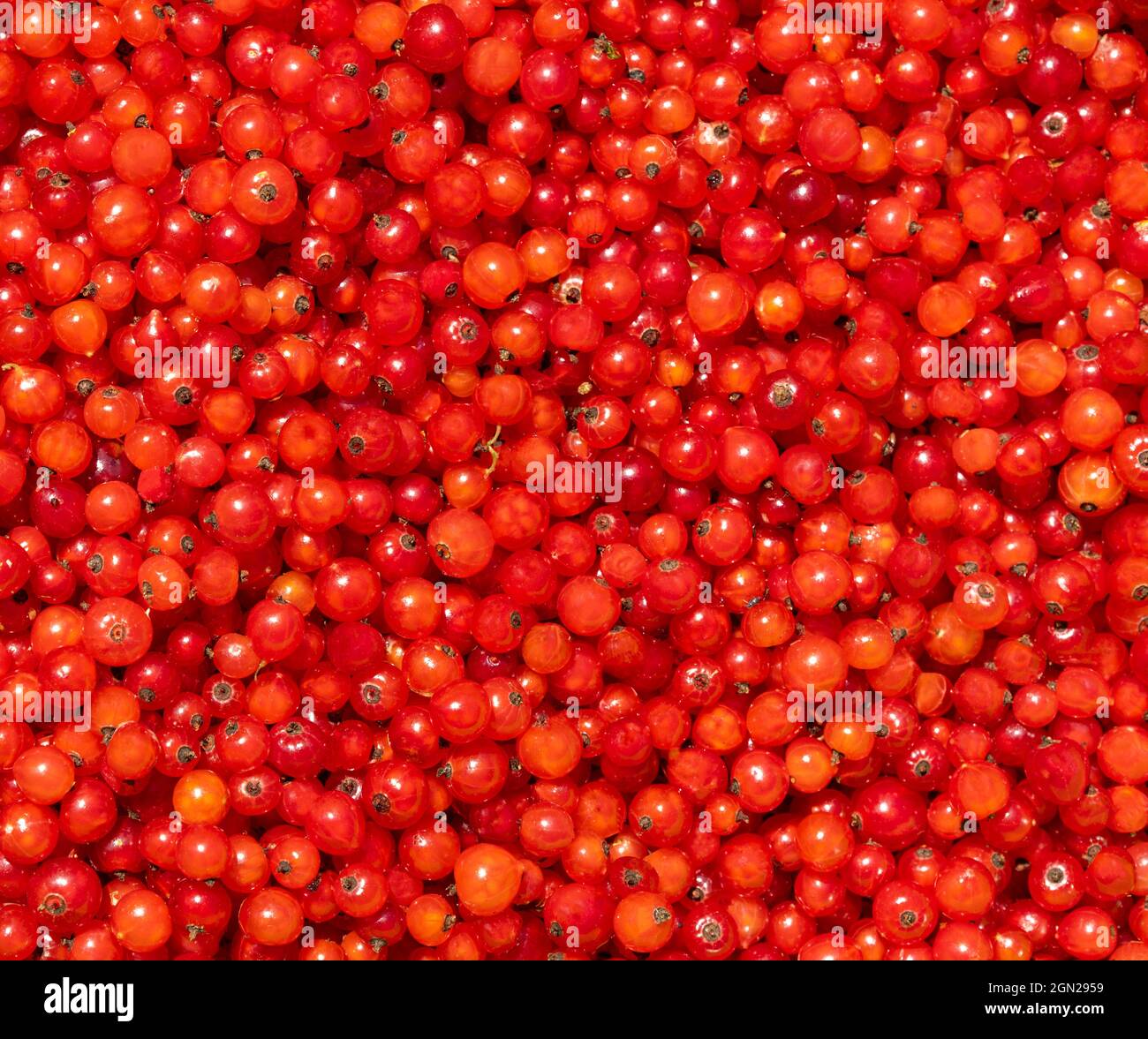 Ribes rubrum. background with berries of scarlet color Stock Photo - Alamy