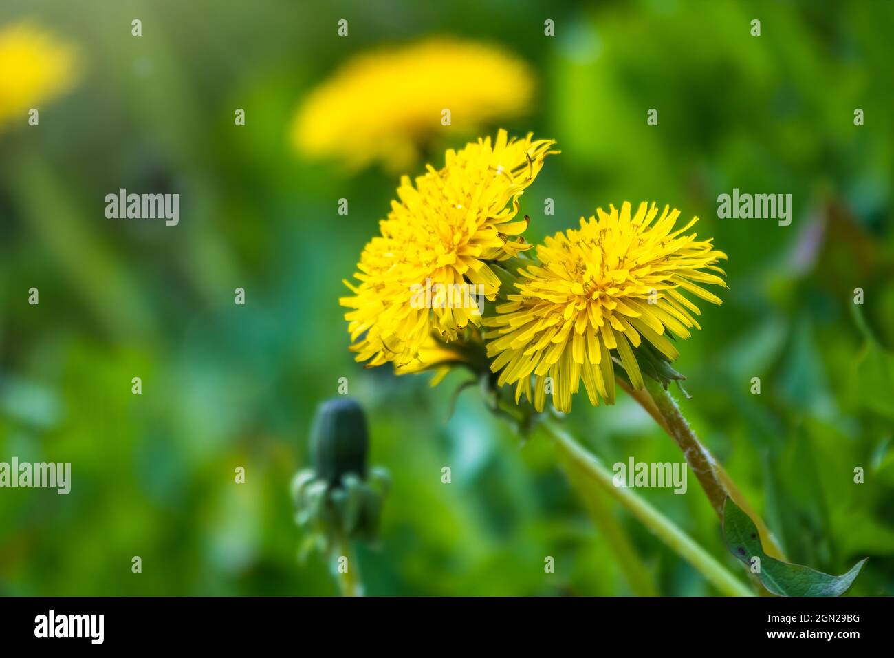 Field of yellow dandelions. Summer field of dandelions. Taraxacum ...