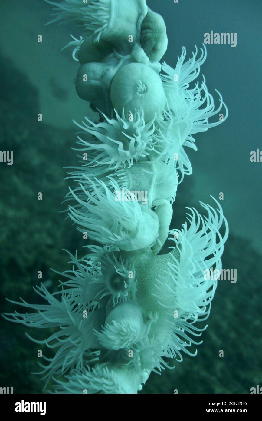 Sessile animals hi-res stock photography and images - Alamy