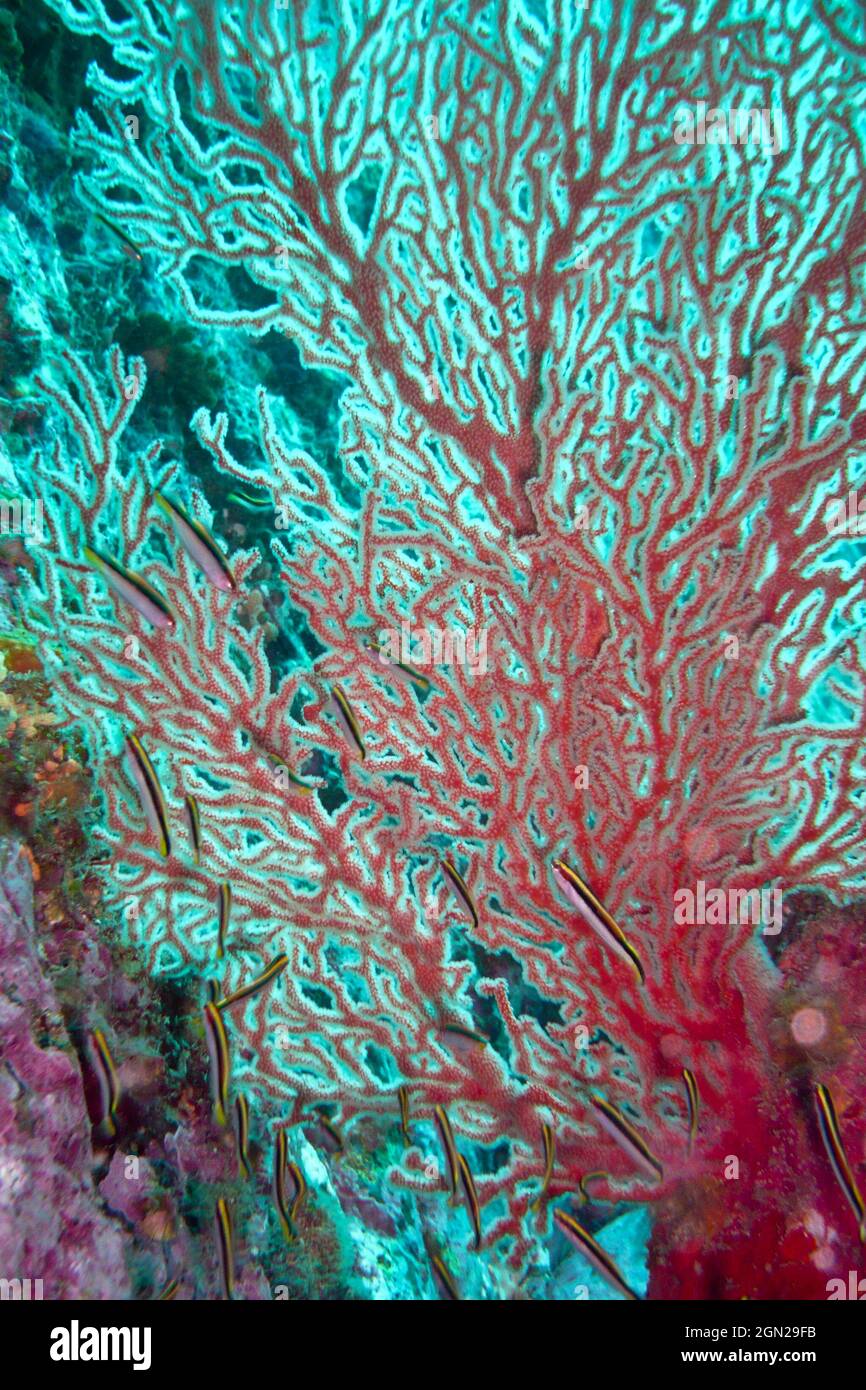 Mopsella sp hi-res stock photography and images - Alamy