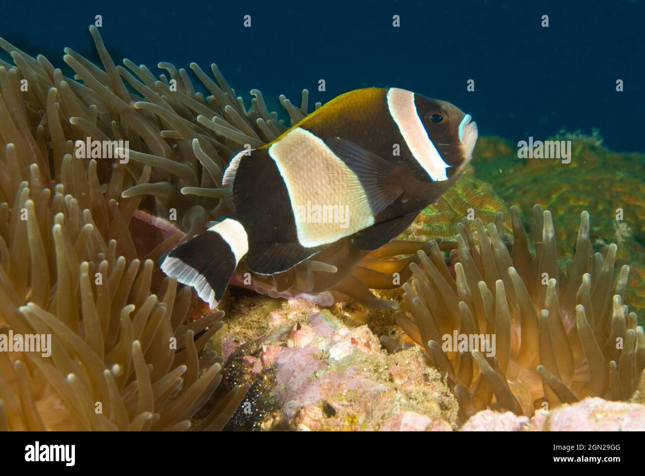 Wide-band anemonefish (Amphiprion latezonatus), has three white bars ...