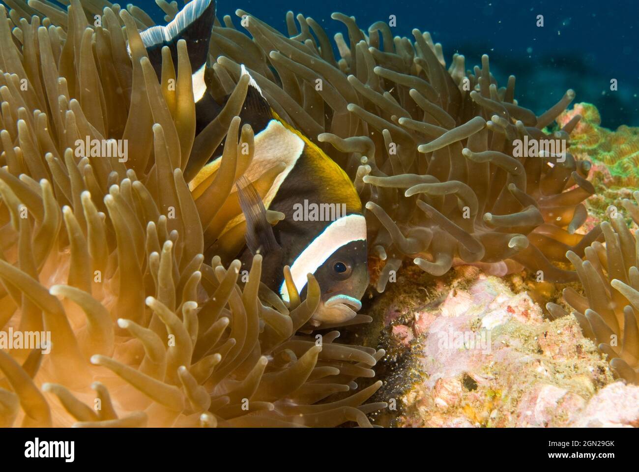 Wide-band anemonefish (Amphiprion latezonatus), has three white bars ...