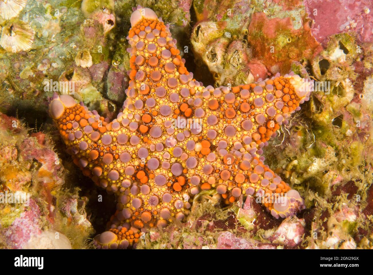 Firebrick sea star (Asterodiscides truncatus), showing the colourful ...