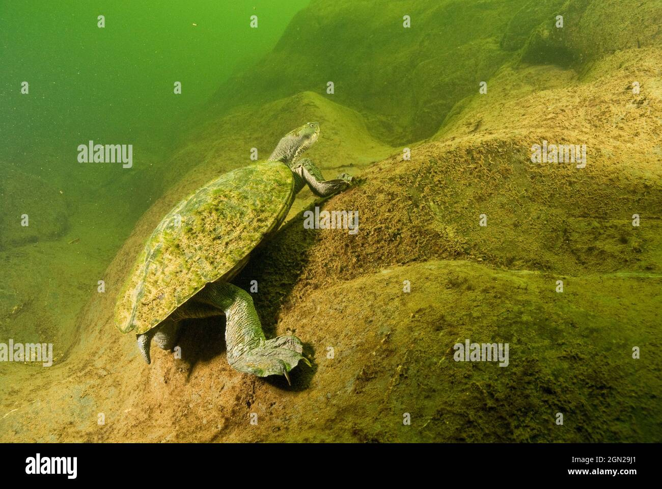 Bellinger River snapping turtle (Elseya georgesi), Searches of the ...