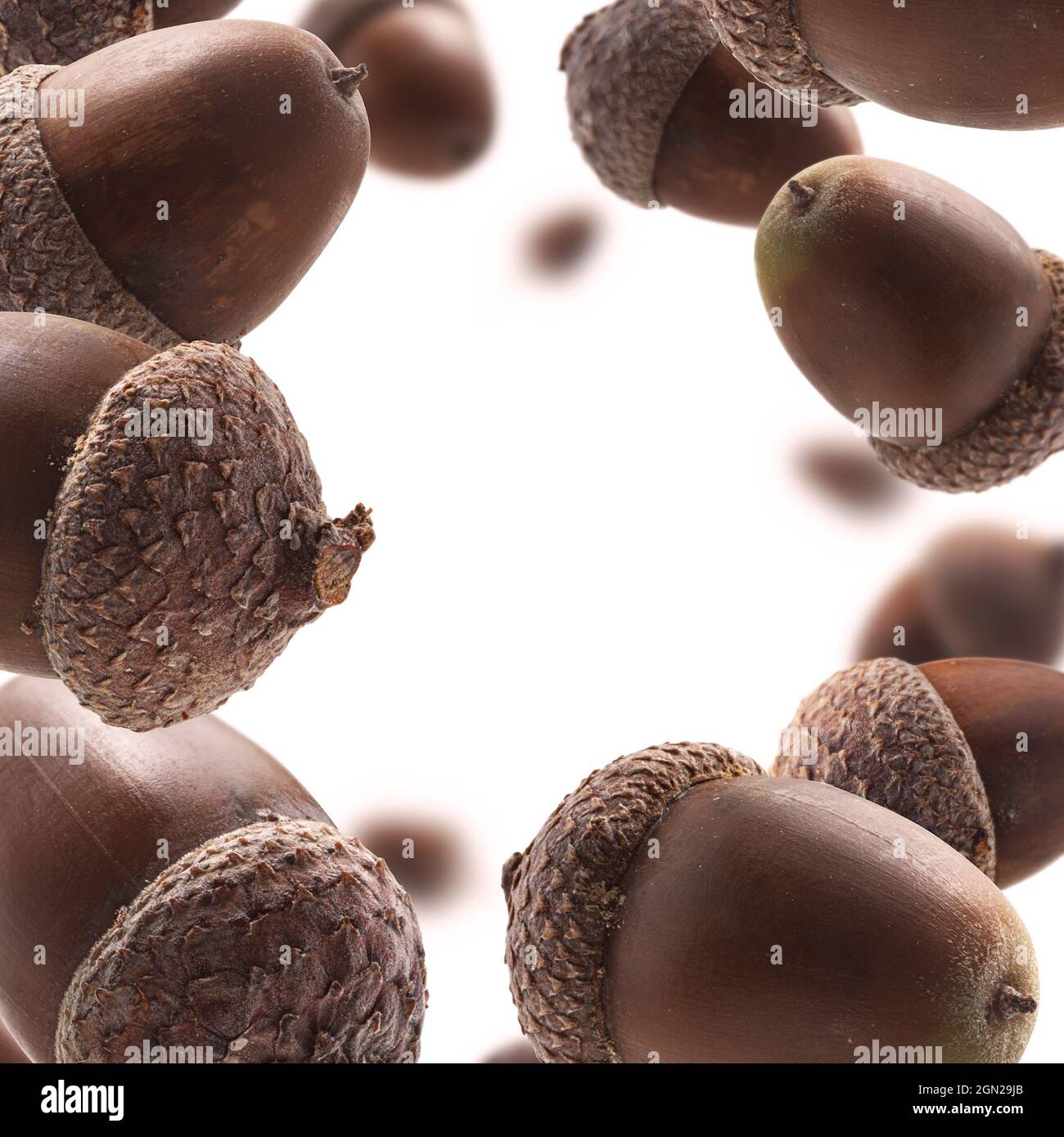 Acorn circle hi-res stock photography and images - Alamy