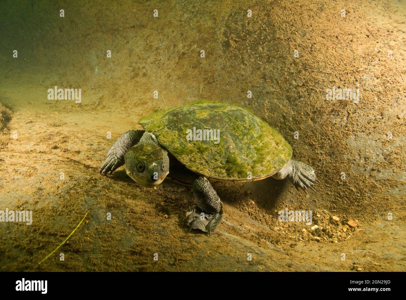 Bellinger River snapping turtle (Elseya georgesi), Searches of the ...