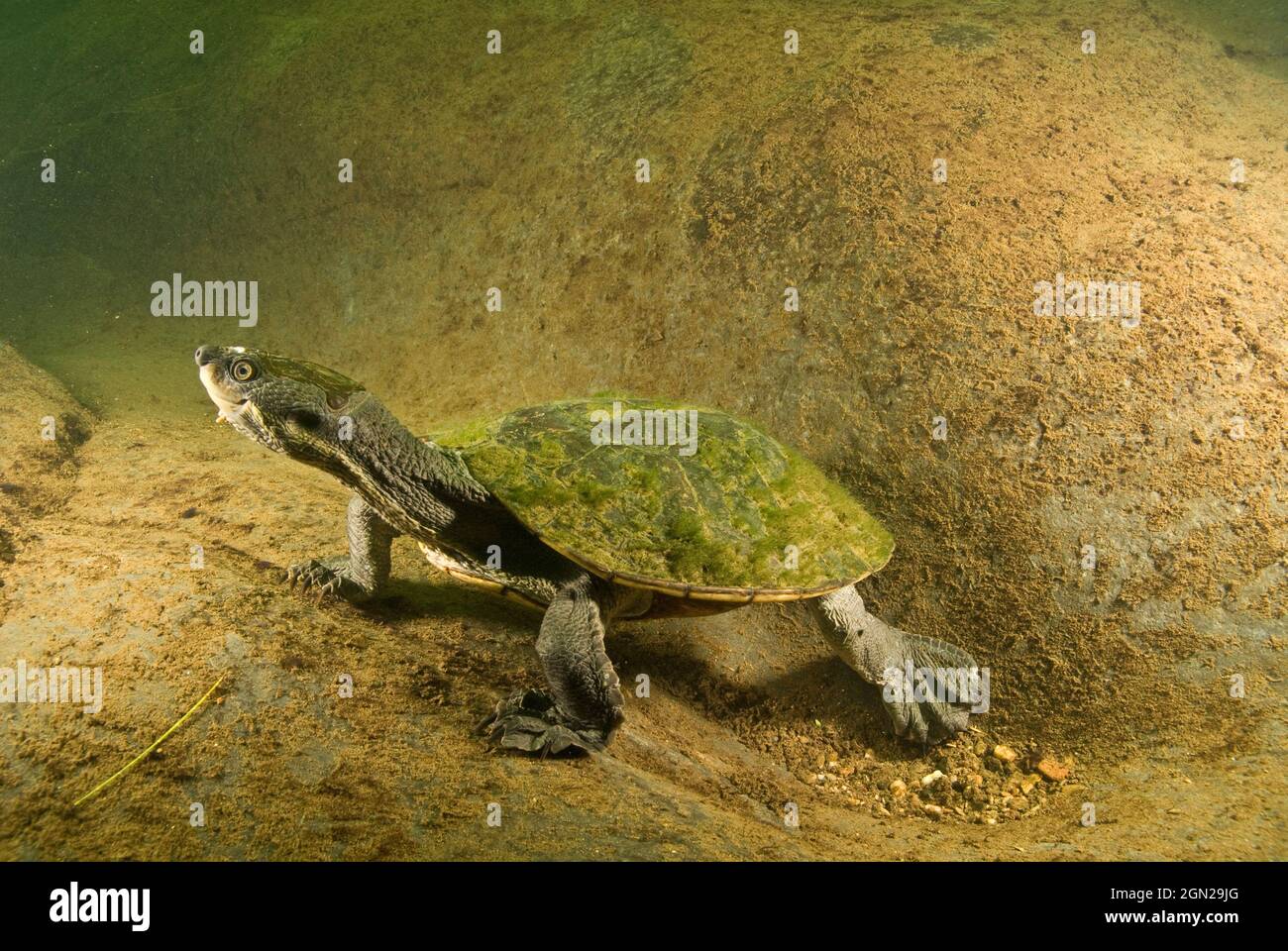 Bellinger River snapping turtle (Elseya georgesi), Searches of the ...