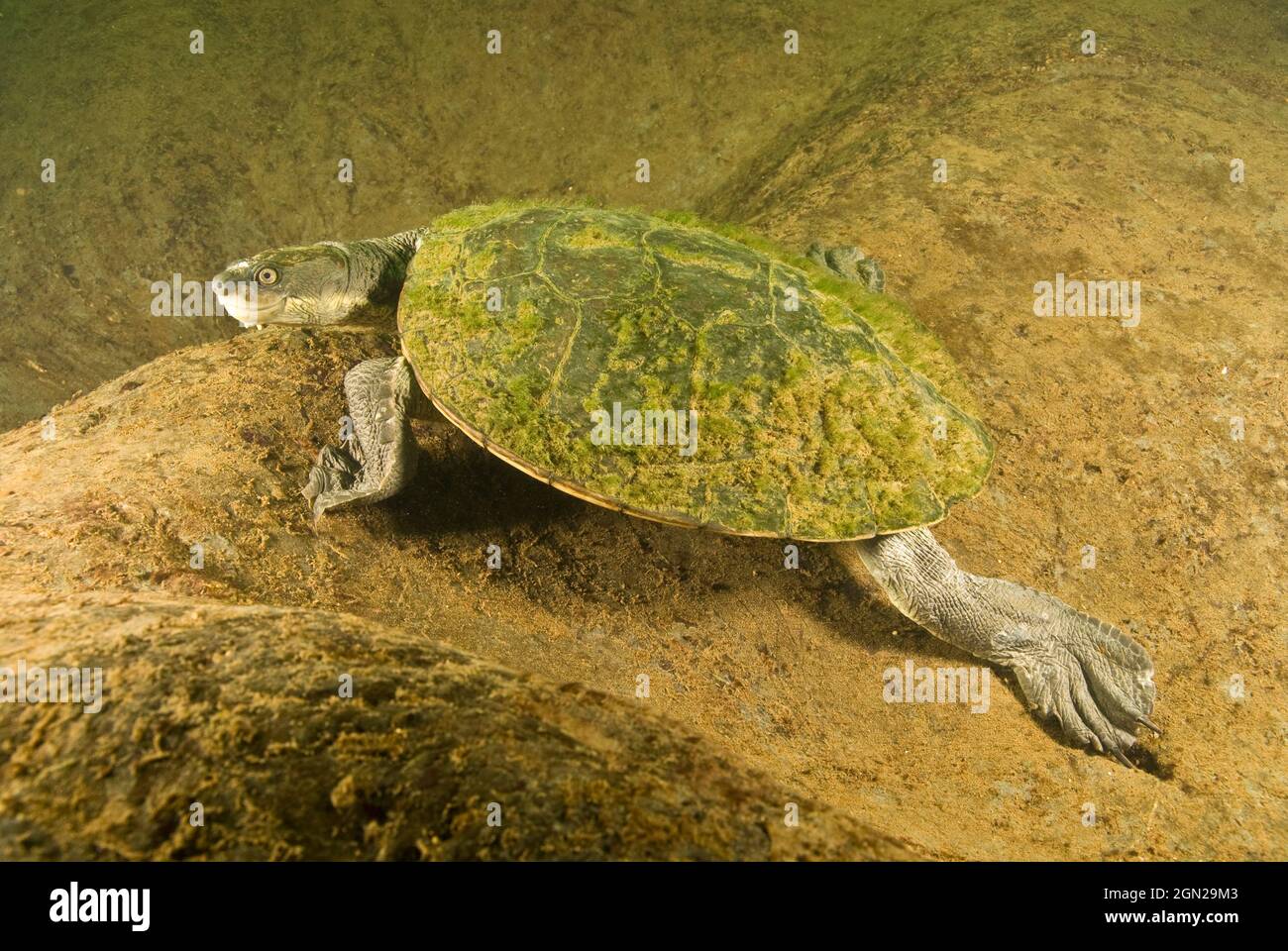 Bellinger River snapping turtle (Elseya georgesi), Searches of the ...