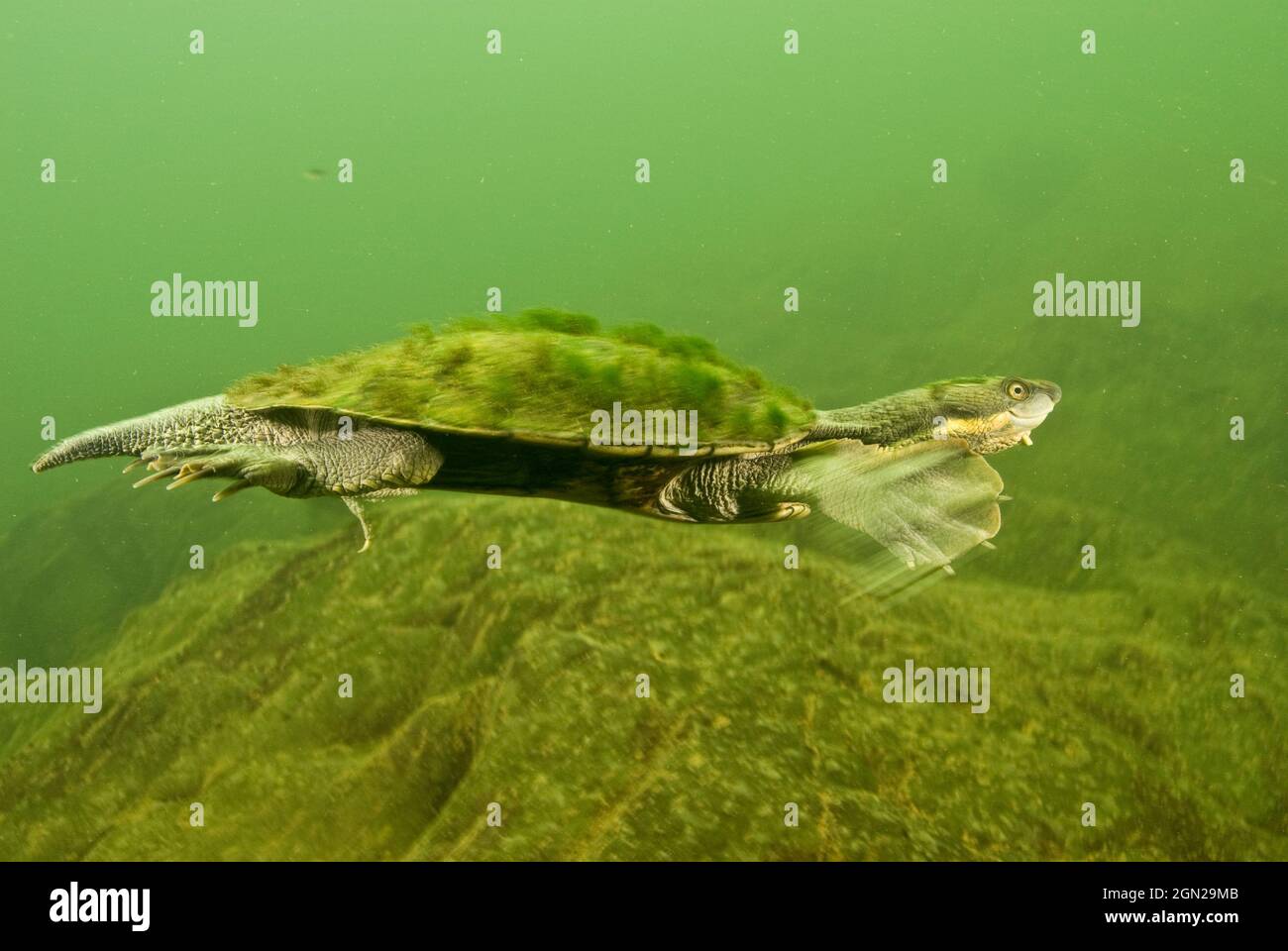 Bellinger River snapping turtle (Elseya georgesi), Searches of the ...