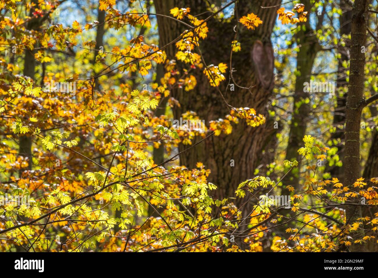 Spring branches of maple tree with fresh green leaves. Spring ...