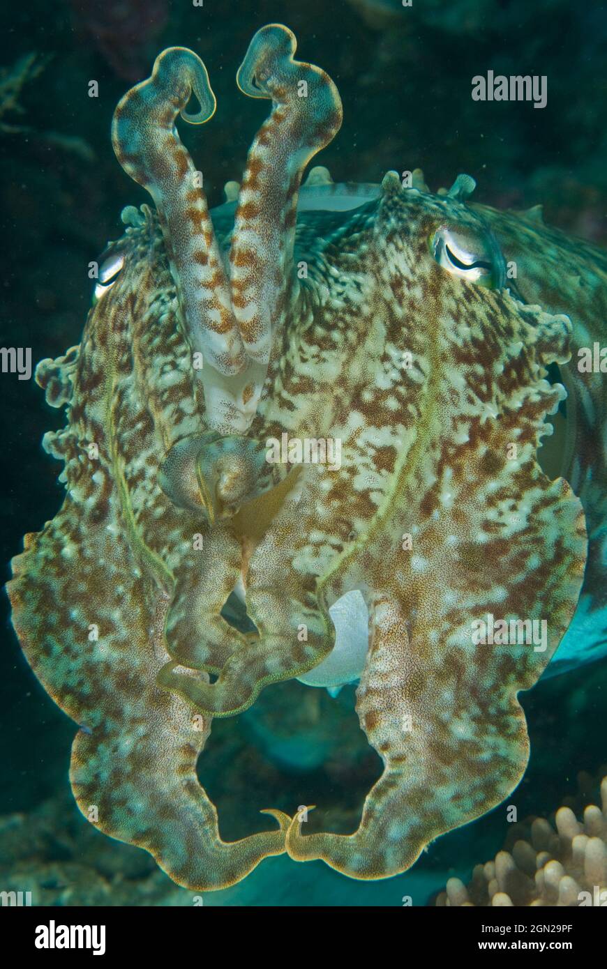 Broadclub cuttlefish (Sepia latimanus), a moderately large cuttlefish ...