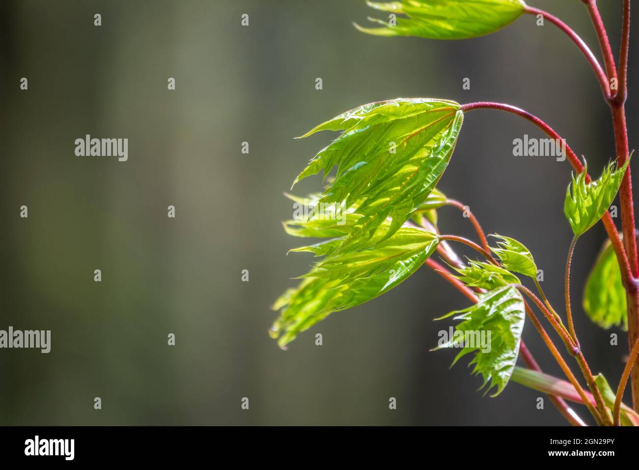 Spring branches of maple tree with fresh green leaves. Spring ...