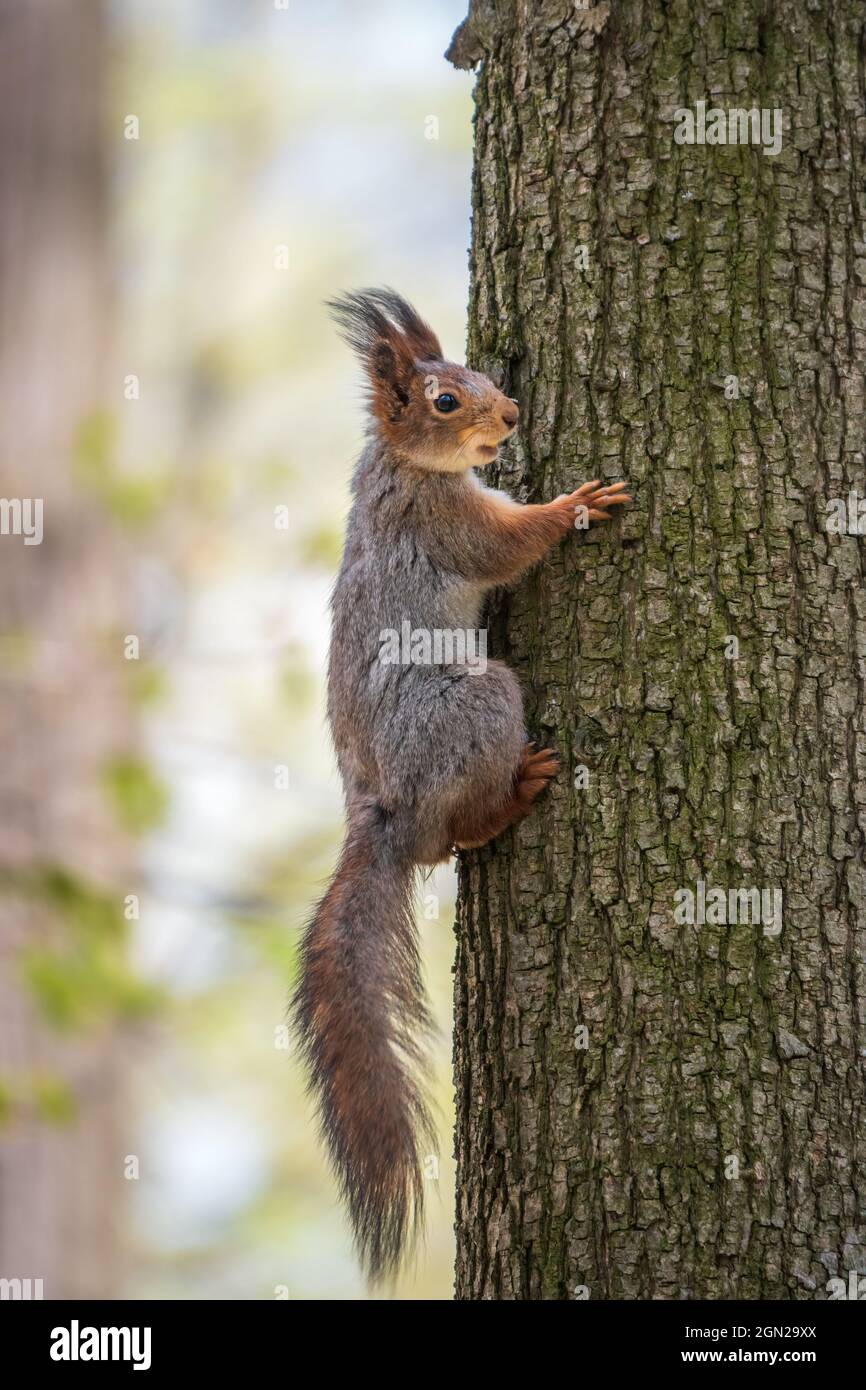 The squirrel sits on a tree trunk in the spring. Eurasian red squirrel ...