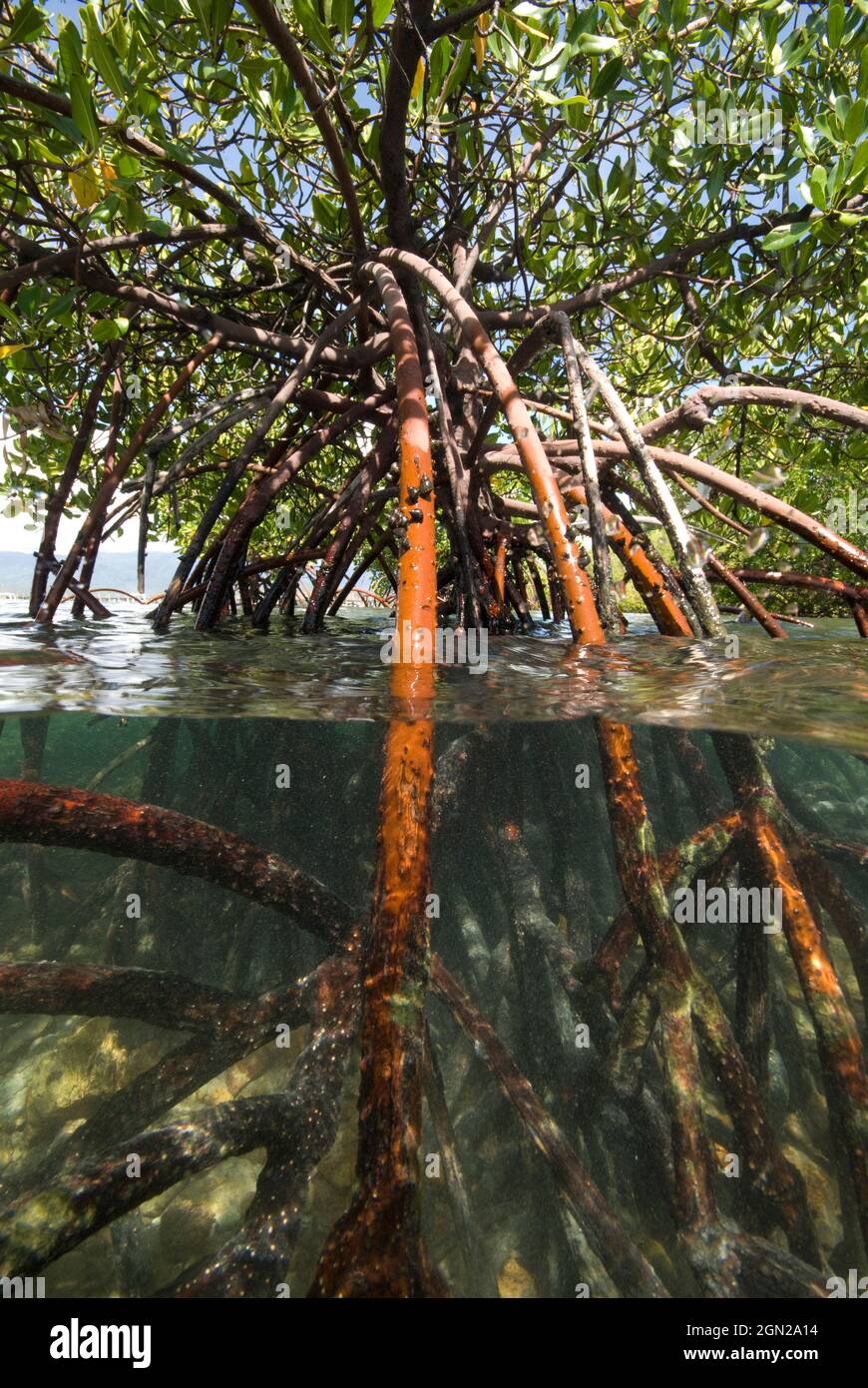 Stilt-rooted mangroves (Rhizophora stylosa), The name mangrove applies ...