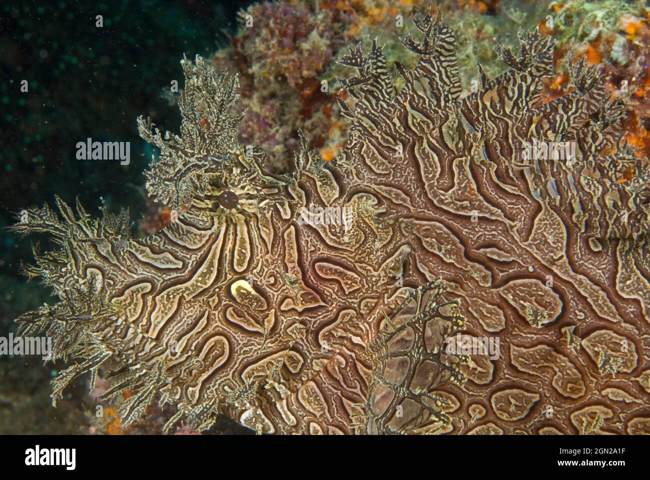 Lacy scorpionfish (Rhinopias aphanes), Sometimes called Weedy ...